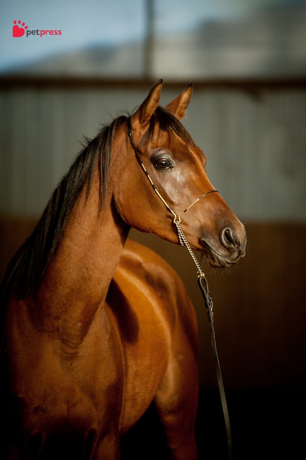 Top 5 Most Expensive Pets to Own: Are They Worth It? - PetPress