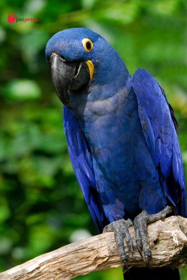 Top 5 Most Expensive Pets to Own: Are They Worth It? - PetPress