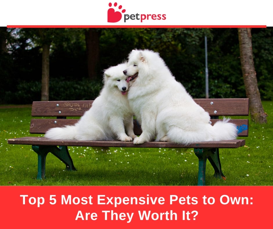 Can Pets Watch TV? What Science Says About Animal Viewers - PetPress