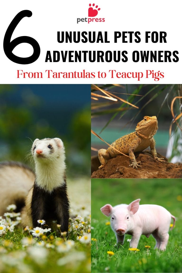 6 Unusual Pets for Adventurous Owners: From Tarantulas to Pigs - PetPress