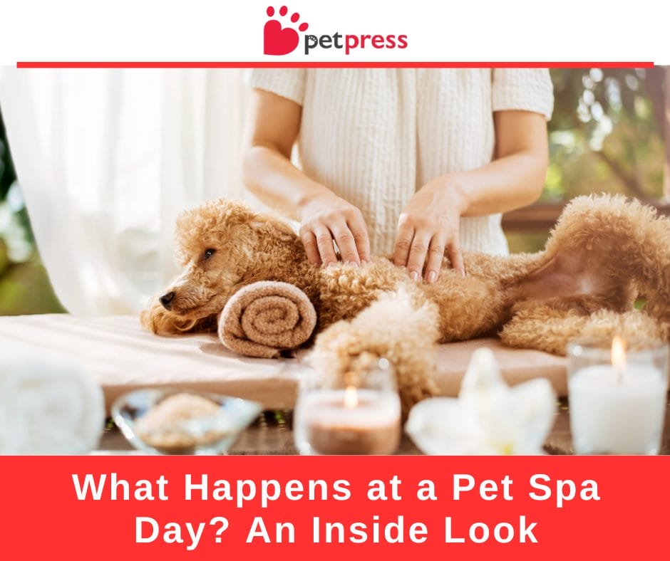 What Happens at a Pet Spa Day? Inside Look - PetPress