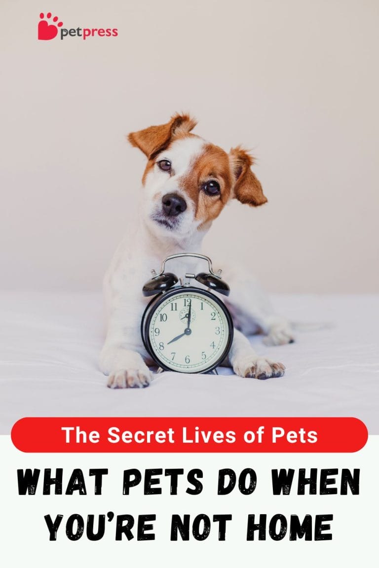 The Secret Lives: What Pets Do When You’re Not Home - PetPress
