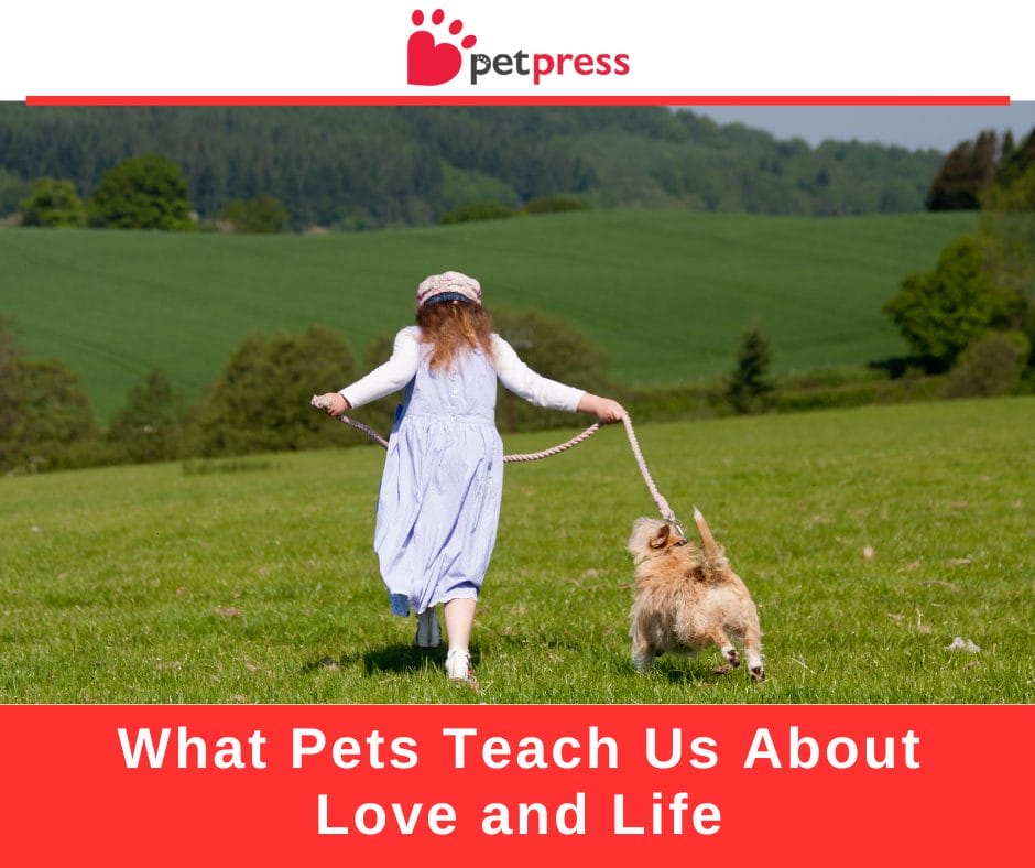 What Pets Teach Us About Love and Life - PetPress