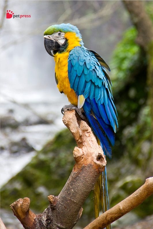 Why Parrots Talk and Other Birds Don't - PetPress