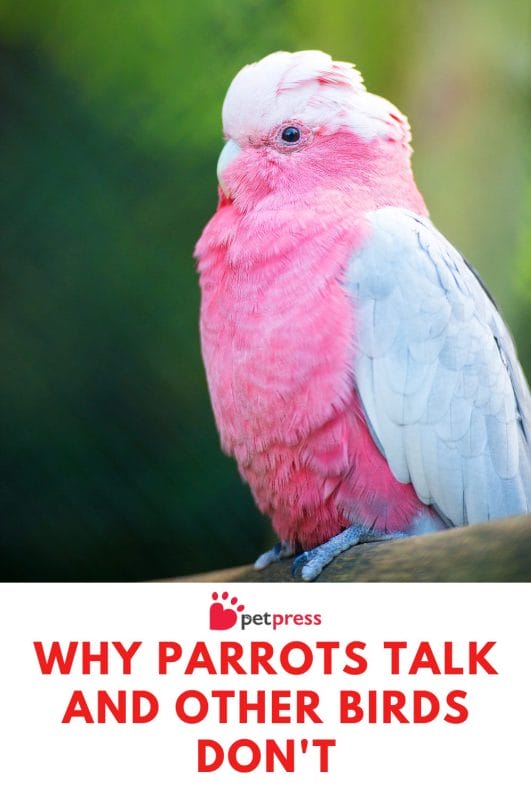 Why Parrots Talk and Other Birds Don't - PetPress