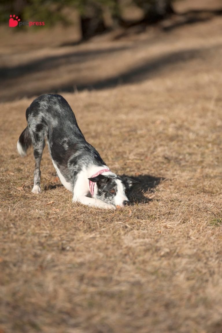 Acrobatic Pets: Can Your Cat or Dog Do These Tricks? - PetPress
