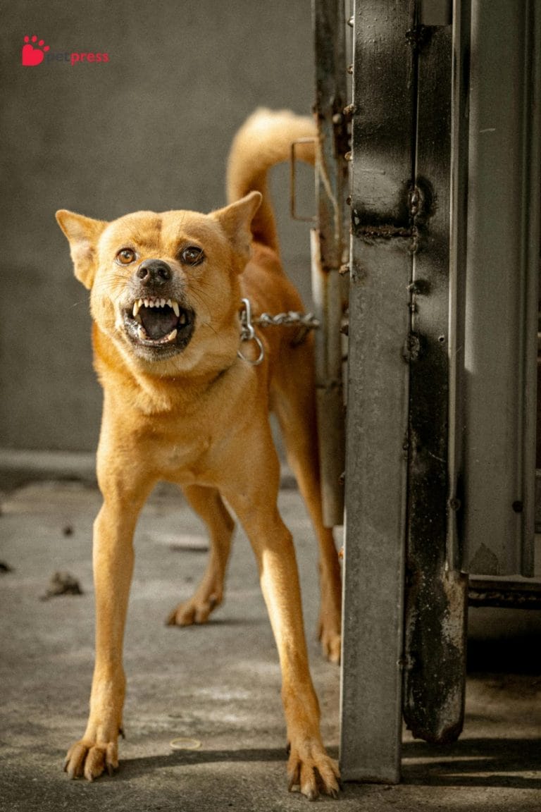 Dogs vs. Mailmen: What's Behind the Feud? - PetPress