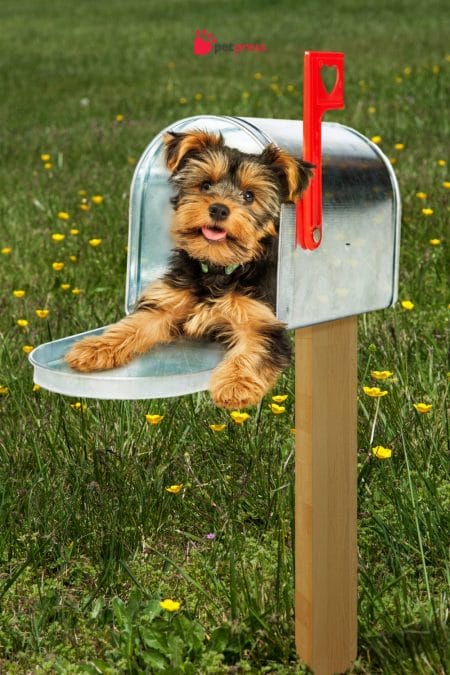 Dogs vs. Mailmen: What's Behind the Feud? - PetPress