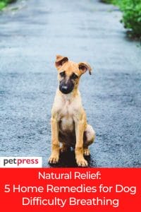 Natural Relief: 5 Home Remedies for Dog Difficulty Breathing