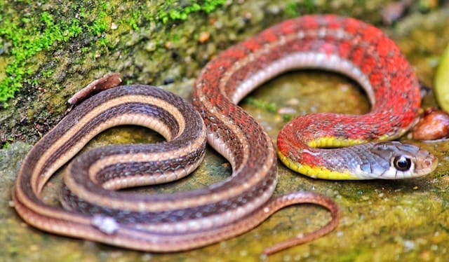 Korean Snake Myth: Unveiling Korean Most Fascinating Creatures