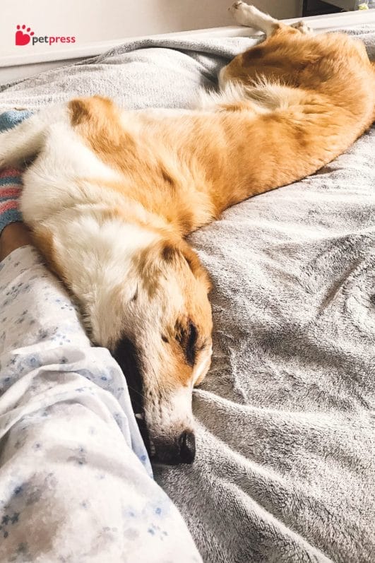 Pet Dreams: What Really Happens When They Sleep? - PetPress
