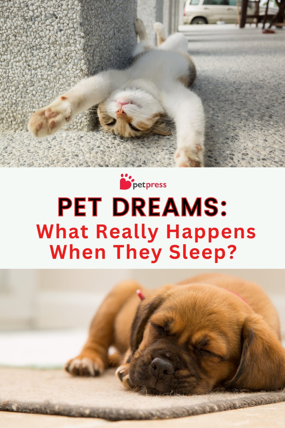 Pet Dreams: What Really Happens When They Sleep? - PetPress