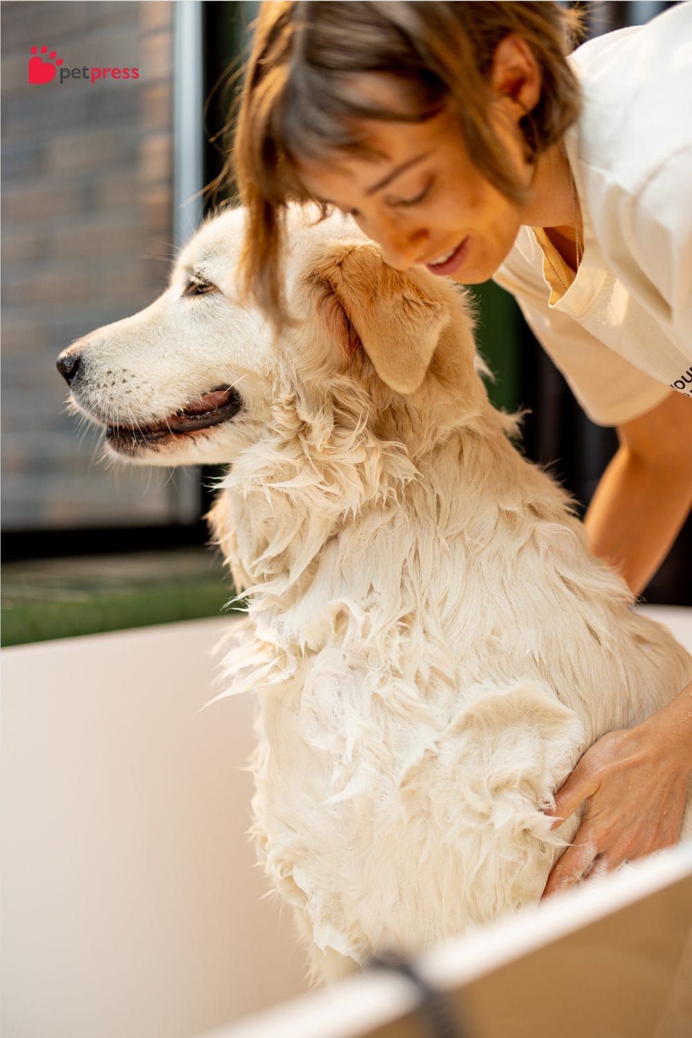 What Happens at a Pet Spa Day? Inside Look - PetPress