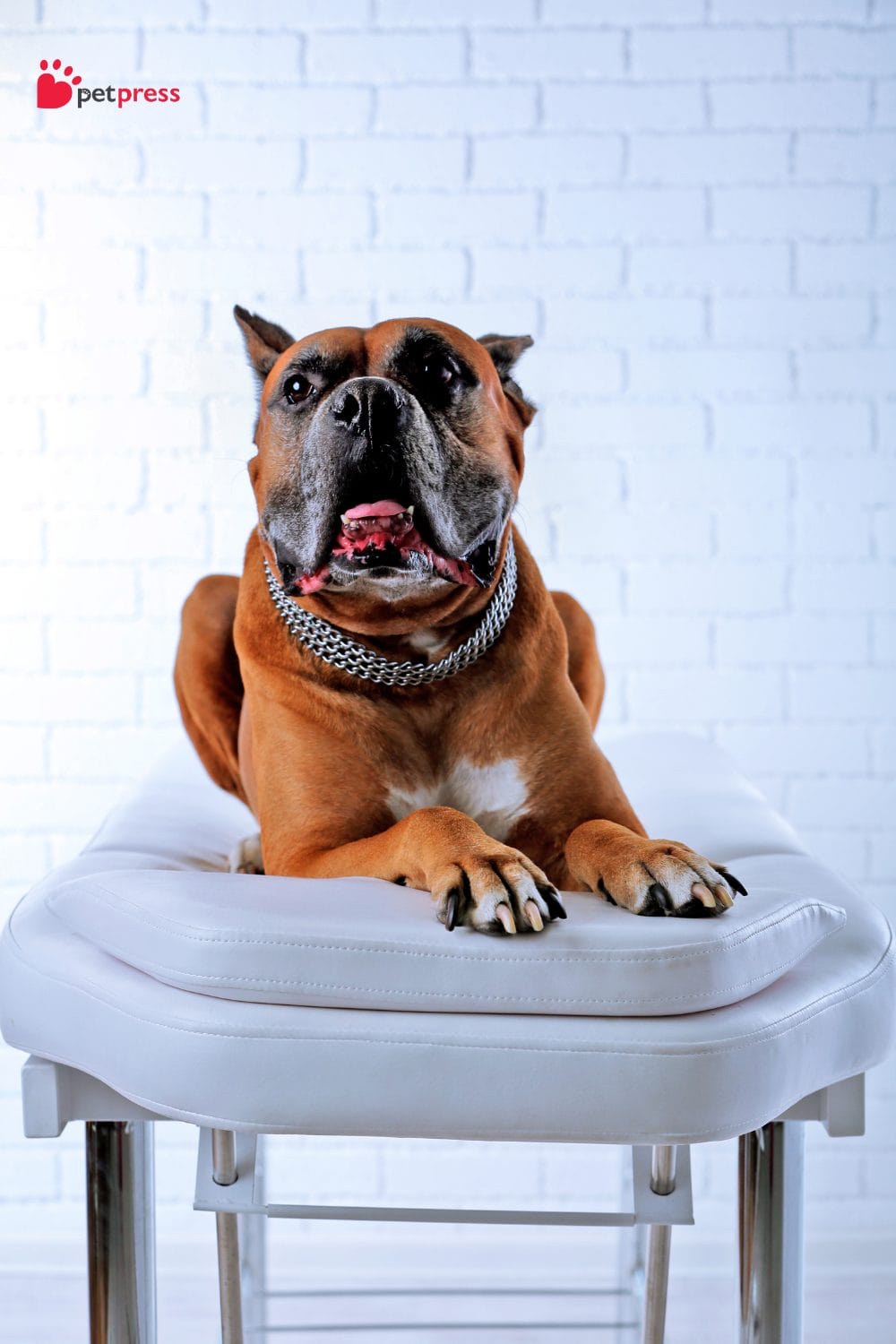 What Happens at a Pet Spa Day? Inside Look - PetPress