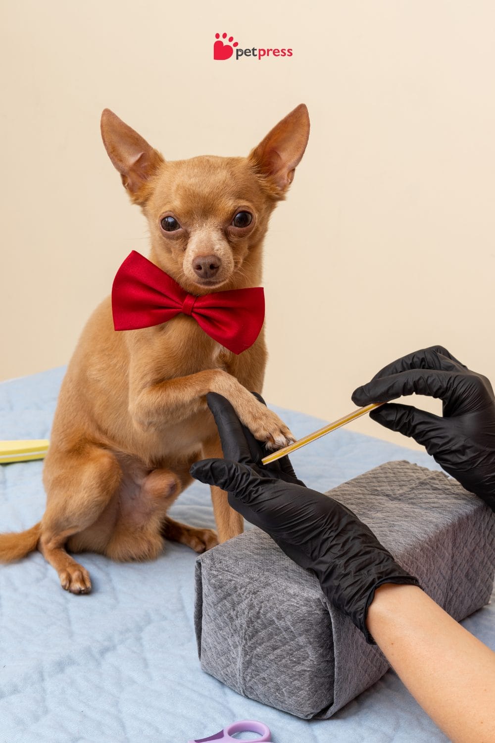 What Happens at a Pet Spa Day? Inside Look - PetPress