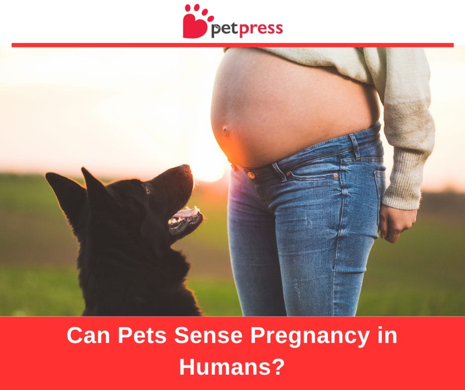 Pet Dreams: What Really Happens When They Sleep? - PetPress