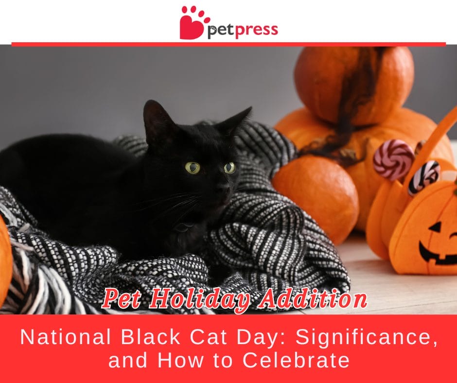 National Black Cat Day: Significance, and How to Celebrate - PetPress