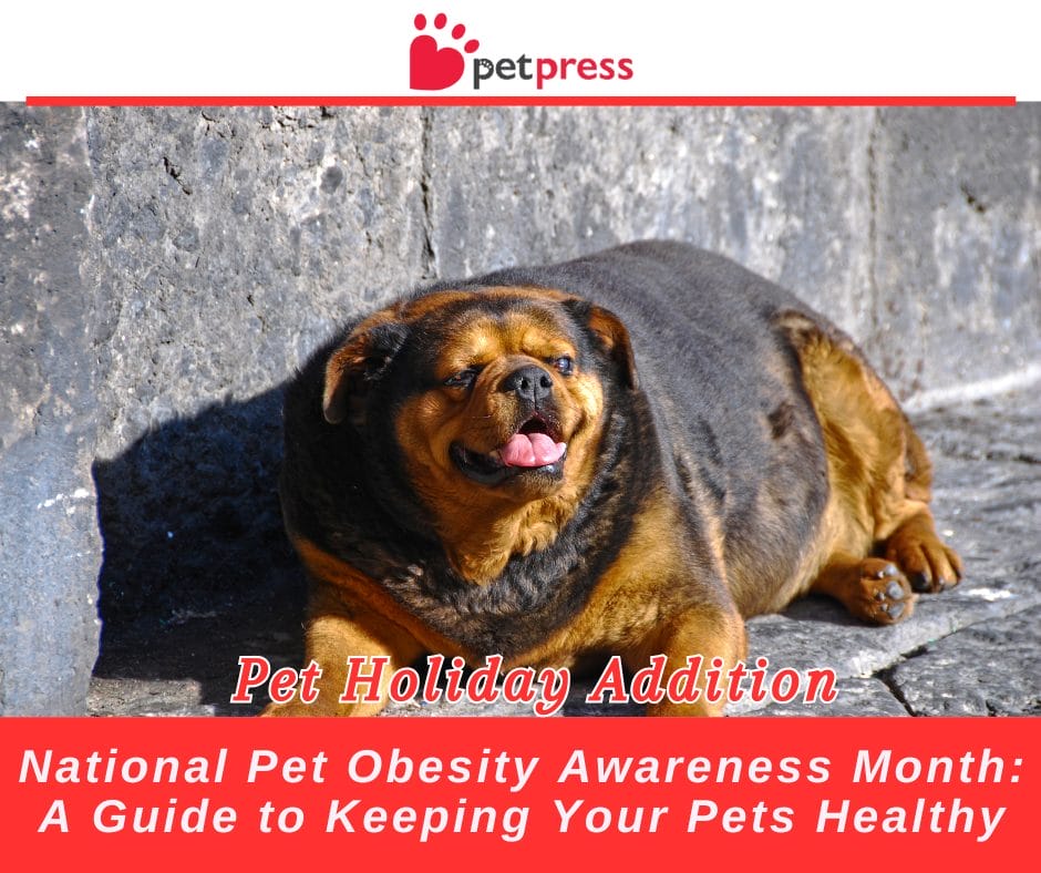 National Pet Obesity Awareness Month: Keeping Your Pets Healthy - PetPress