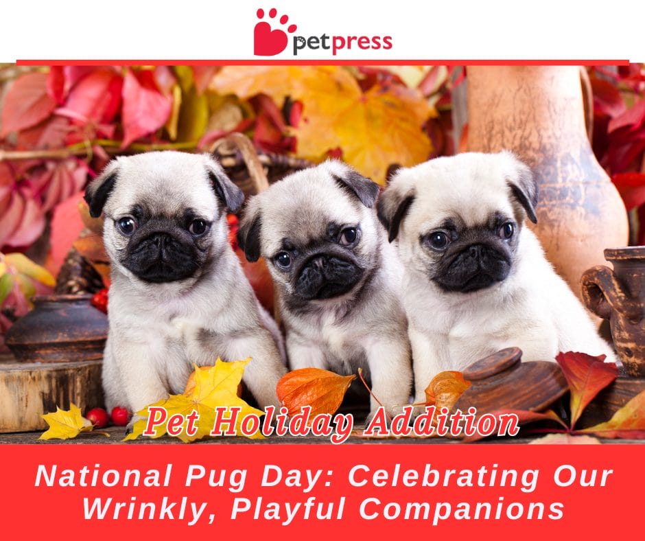 National Pug Day: Celebrating Our Wrinkly, Playful Companions - PetPress