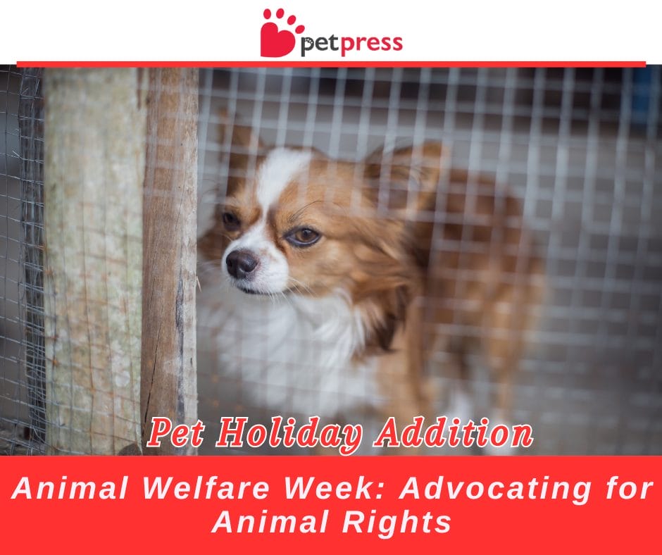 Animal Welfare Week: Advocating for Animal Rights - PetPress