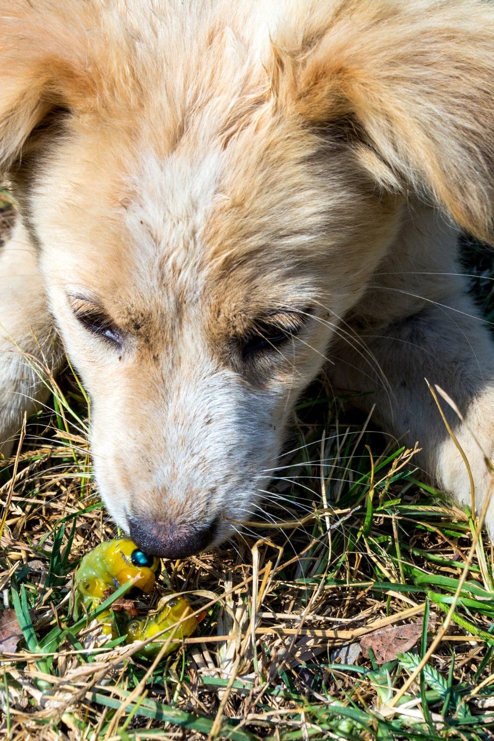 Signs of Worms in Dogs: What Every Dog Owner Should Know - PetPress