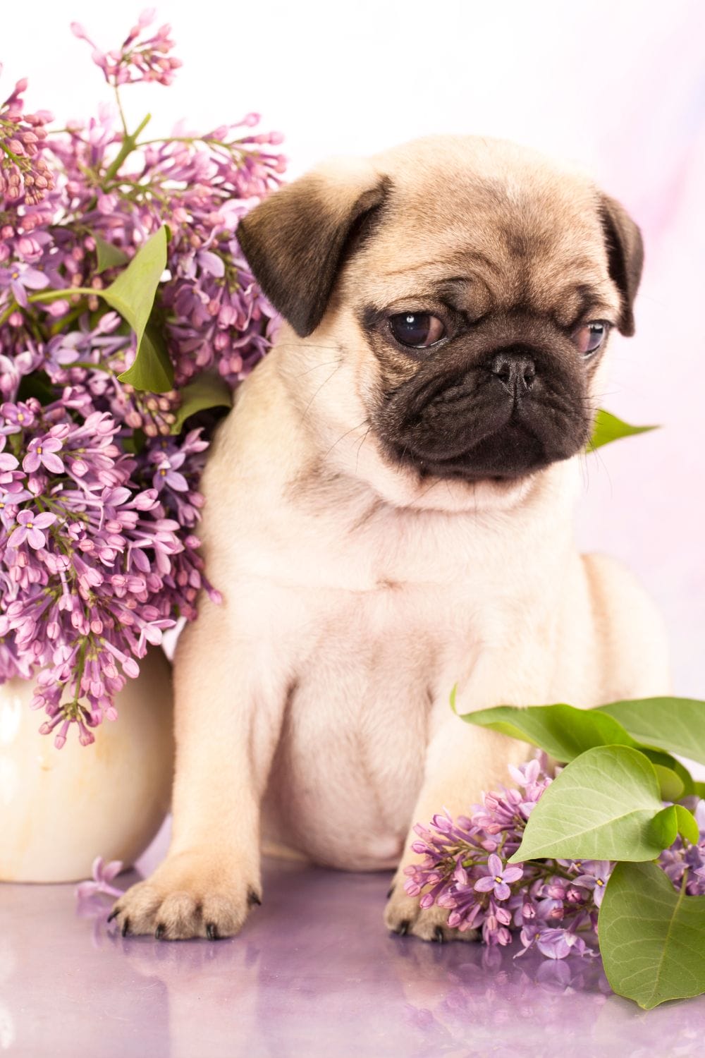 National Pug Day: Celebrating Our Wrinkly, Playful Companions - PetPress