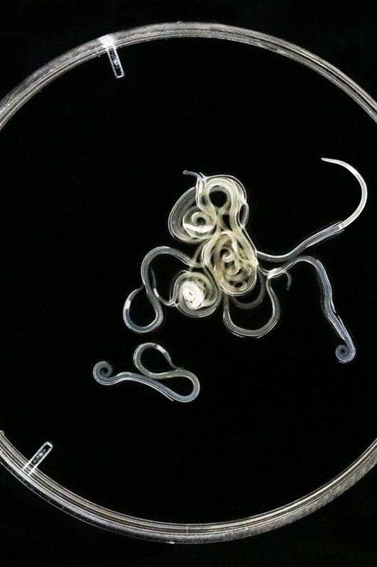 Signs of Worms in Dogs: What Every Dog Owner Should Know - PetPress