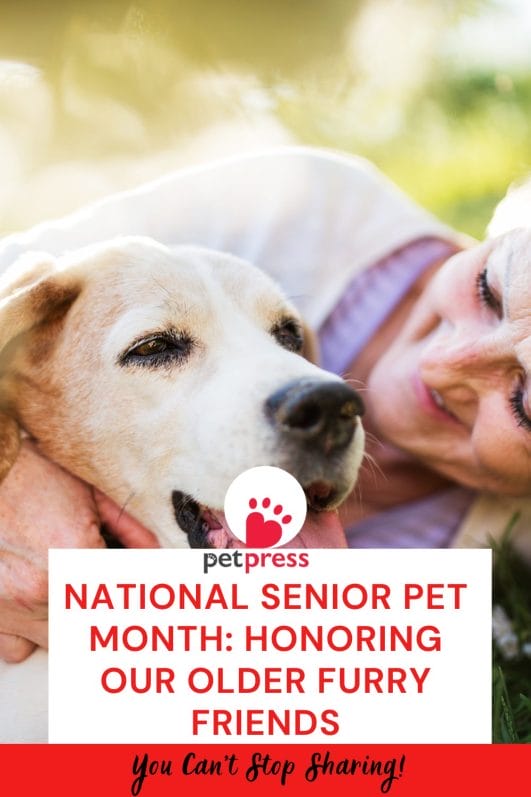 National Senior Pet Month: Honoring Our Older Furry Friends - PetPress