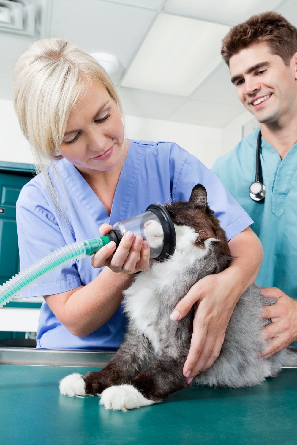 National Pets for Veterans Day: Honoring Heroes - PetPress