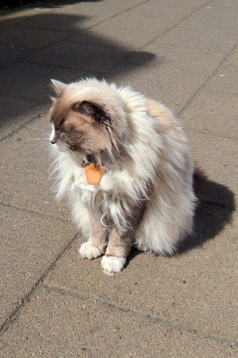 Yule Cat Myth: Fascinating Facts About Iceland’s Christmas Legend ...