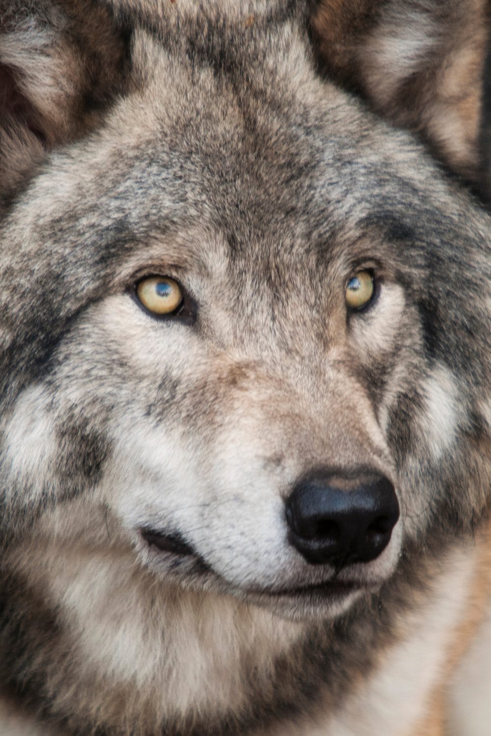 National Wolf Awareness Week: Protecting Wolves & Their Future - PetPress