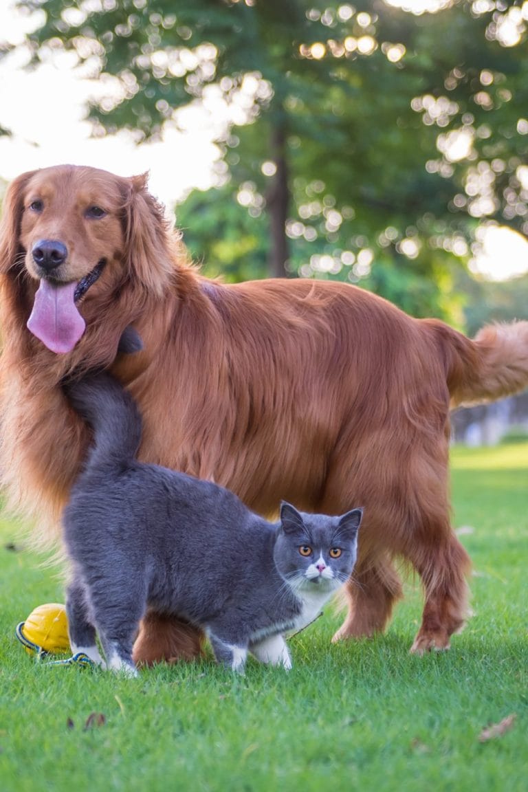 National Pet Wellness Month: Tips to Keep Your Pets Happy - PetPress