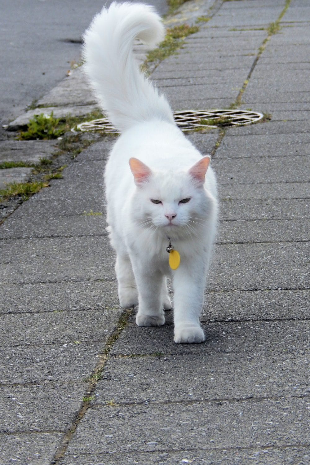 Yule Cat Myth: Fascinating Facts About Iceland’s Christmas Legend ...