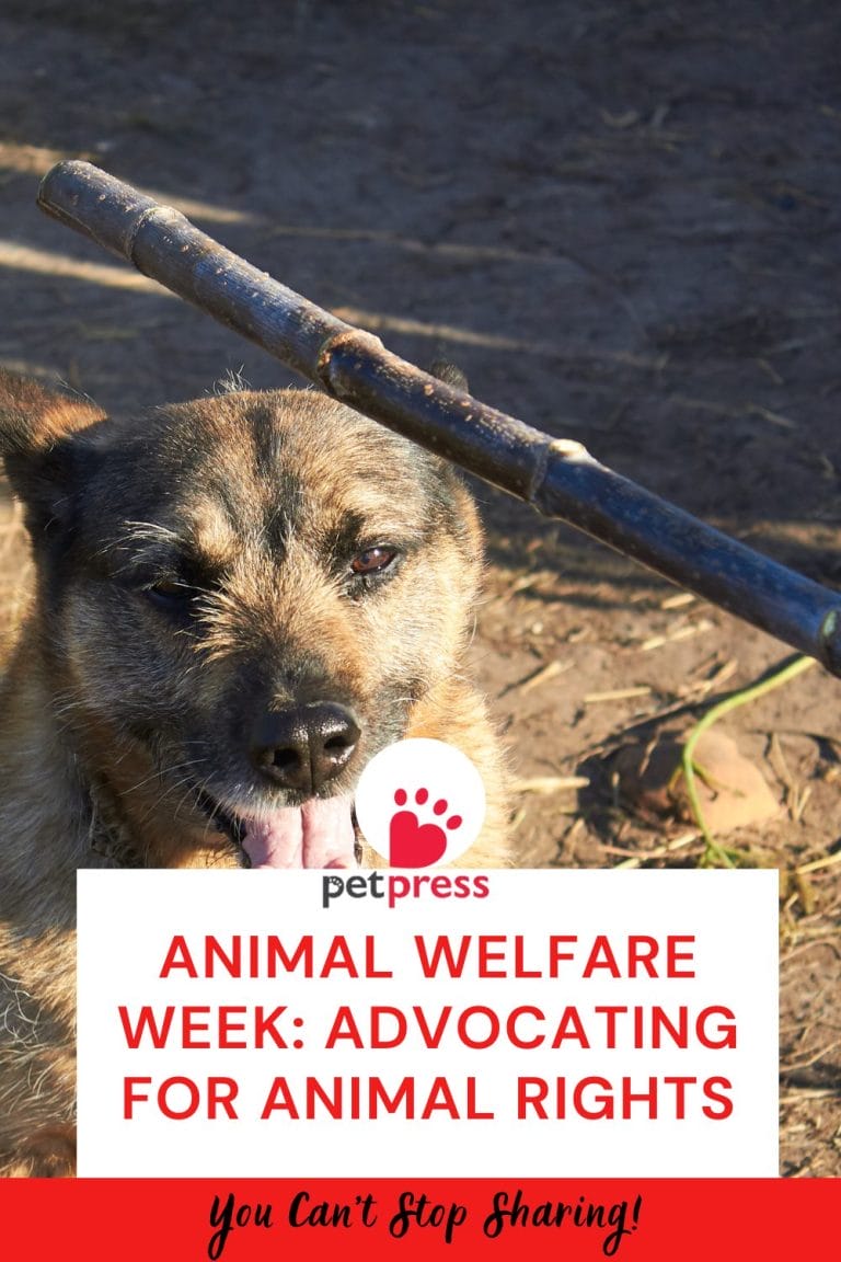 Animal Welfare Week: Advocating for Animal Rights - PetPress