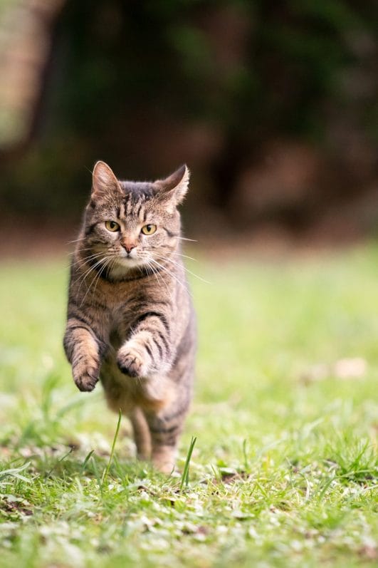 Yule Cat Myth: Fascinating Facts About Iceland’s Christmas Legend ...