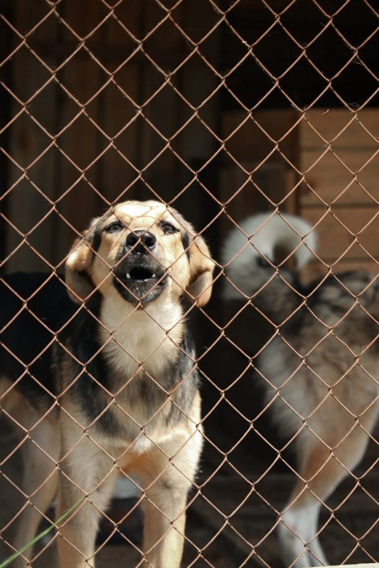 Animal Welfare Week: Advocating for Animal Rights - PetPress