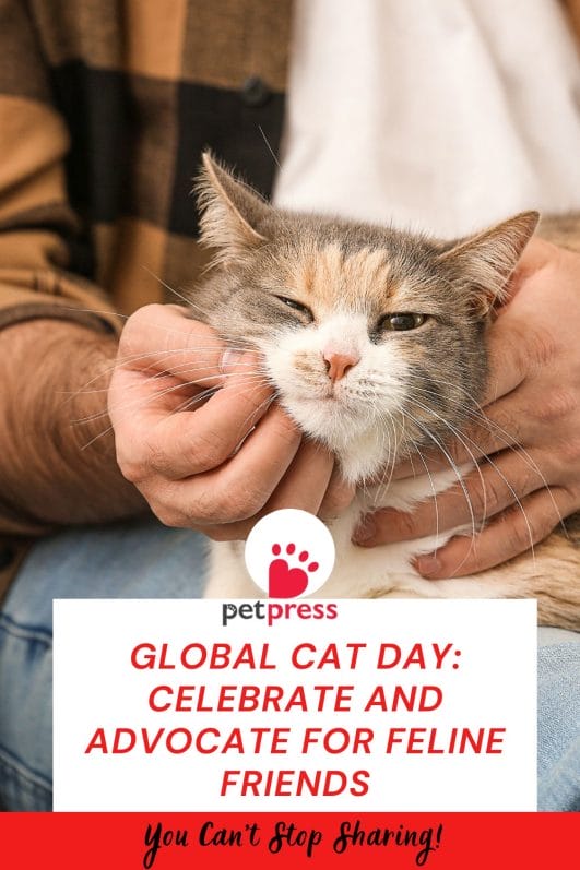Global Cat Day: Celebrate and Advocate for Feline Friends - PetPress