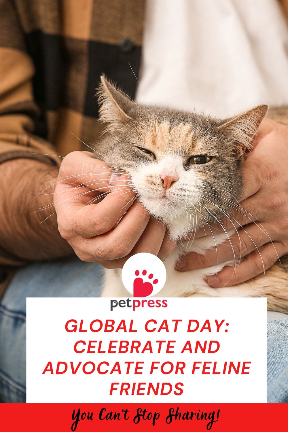 Global Cat Day: Celebrate and Advocate for Feline Friends - PetPress