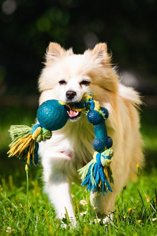 National Fetch Day: Celebrate Your Dog's Love for Fetch - PetPress