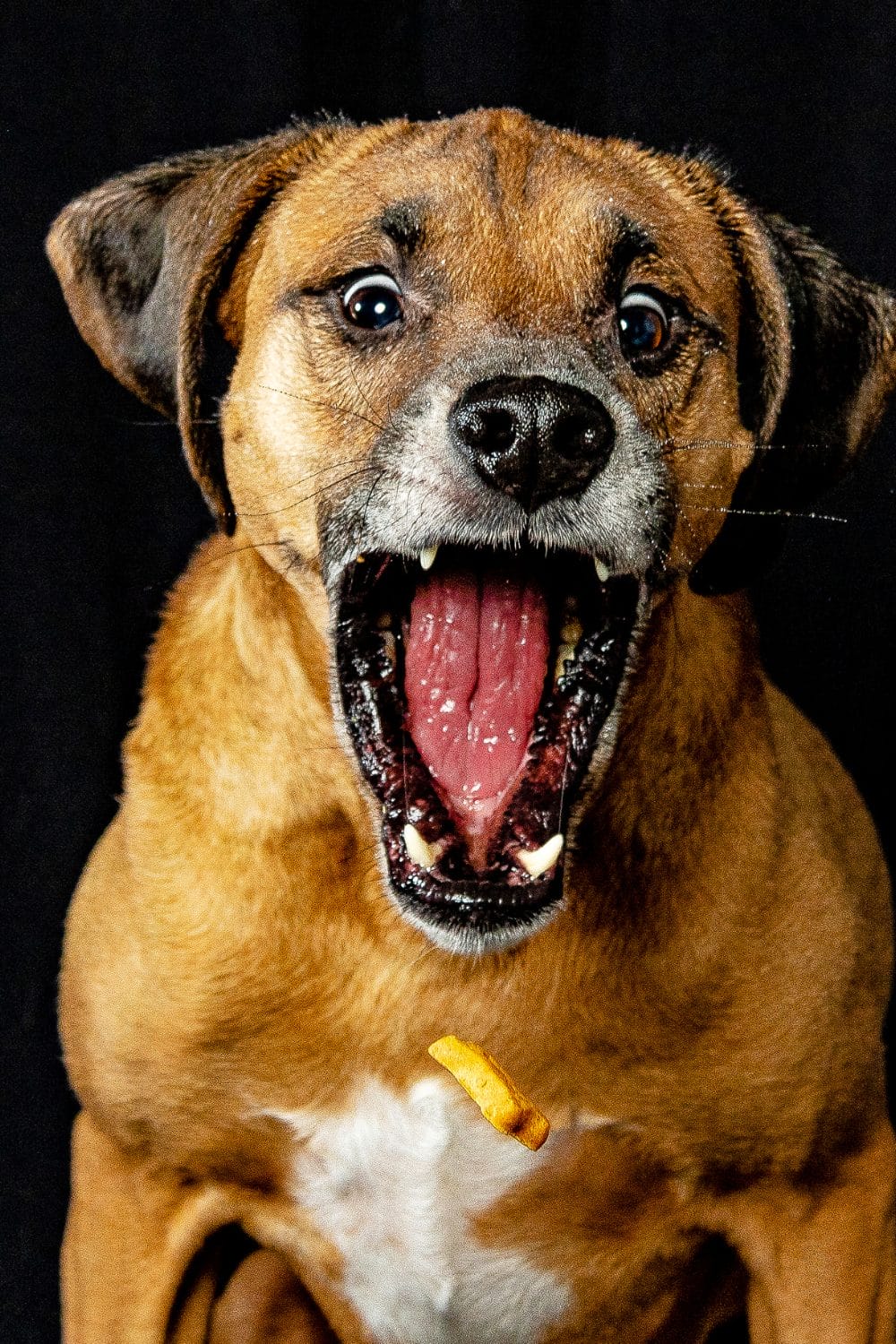 Home Remedies for Dog Swollen Face: A Guide for Pet Owners - PetPress