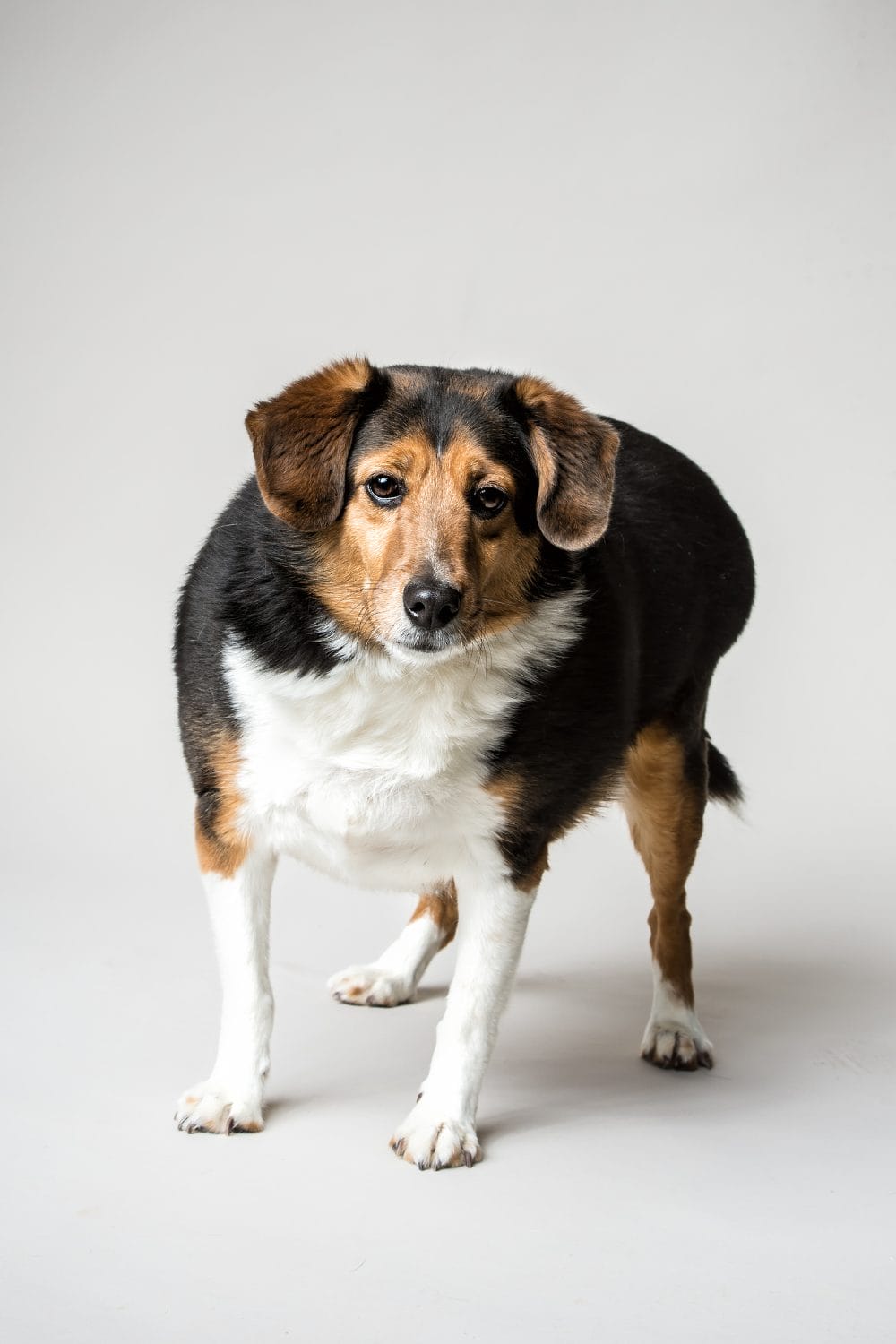National Pet Obesity Awareness Month: Keeping Your Pets Healthy - PetPress
