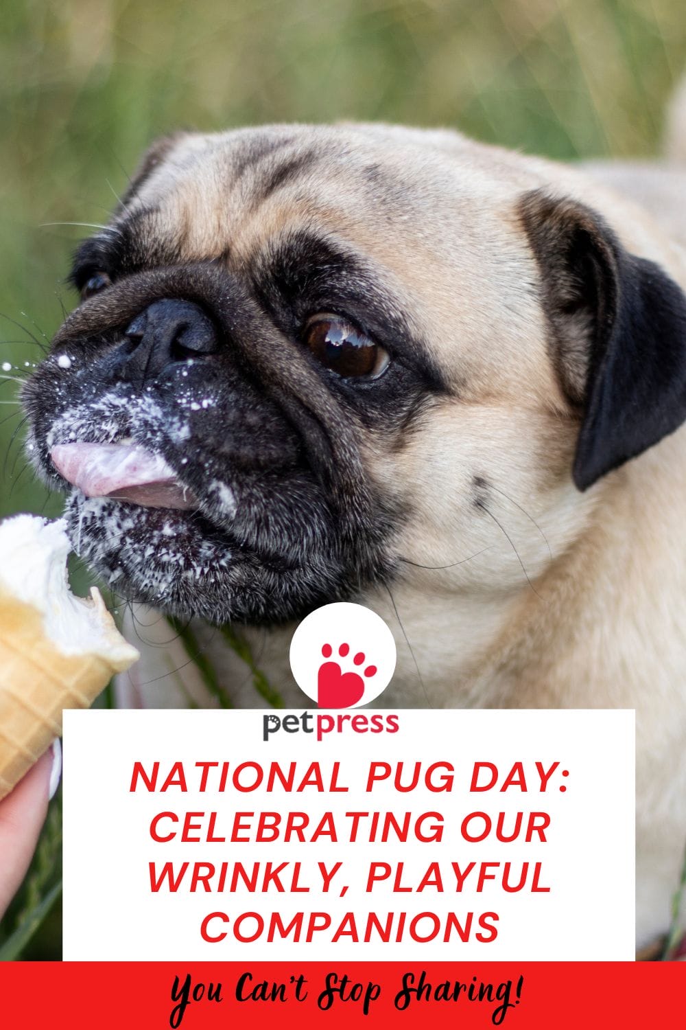 National Pug Day: Celebrating Our Wrinkly, Playful Companions - PetPress