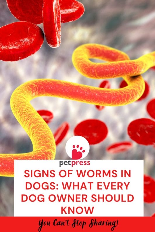 Signs of Worms in Dogs: What Every Dog Owner Should Know - PetPress