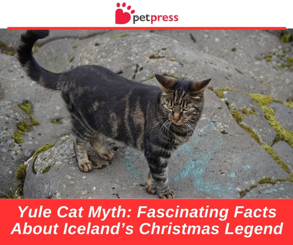 Yule Cat Myth: Fascinating Facts About Iceland’s Christmas Legend ...