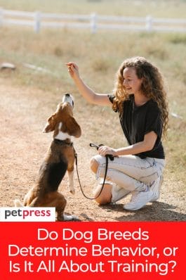 Do Dog Breeds Determine Behavior, or Is It All About Training?