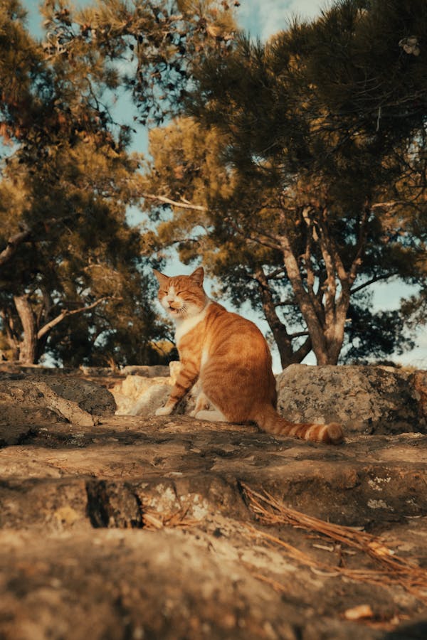 Fact or Fiction? Unveiling the Truth Behind Orange Cat Myth