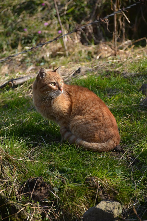 Fact or Fiction? Unveiling the Truth Behind Orange Cat Myth
