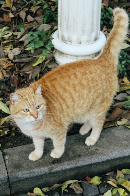 Fact or Fiction? Unveiling the Truth Behind Orange Cat Myth