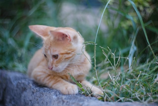 Fact or Fiction? Unveiling the Truth Behind Orange Cat Myth