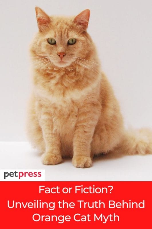Fact or Fiction? Unveiling the Truth Behind Orange Cat Myth